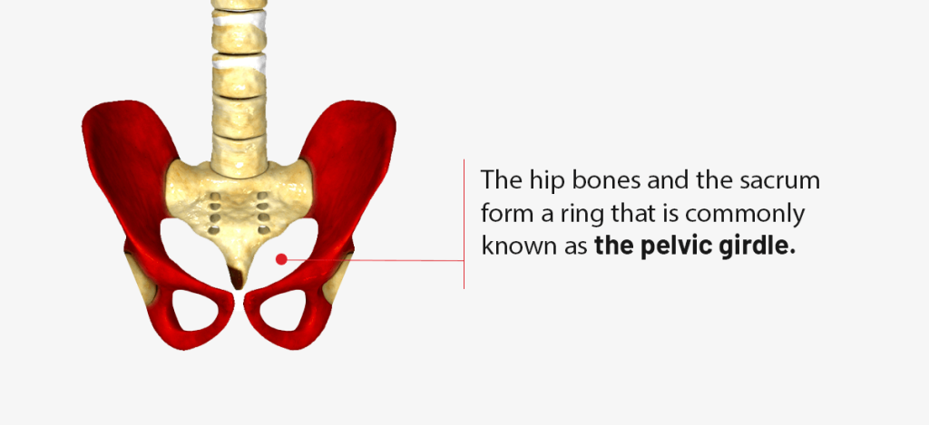Understanding How Your Spine Functions & Its Parts | DISC