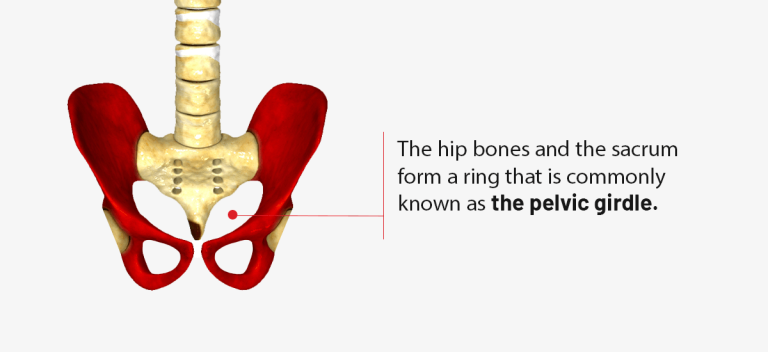 Understanding How Your Spine Functions & Its Parts | DISC