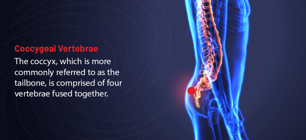 Understanding How Your Spine Functions & Its Parts | DISC